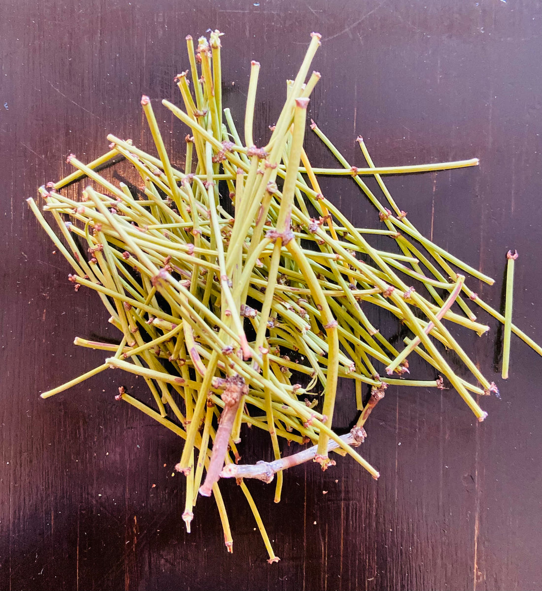 Brigham Tea – Christopher's Herb Shop